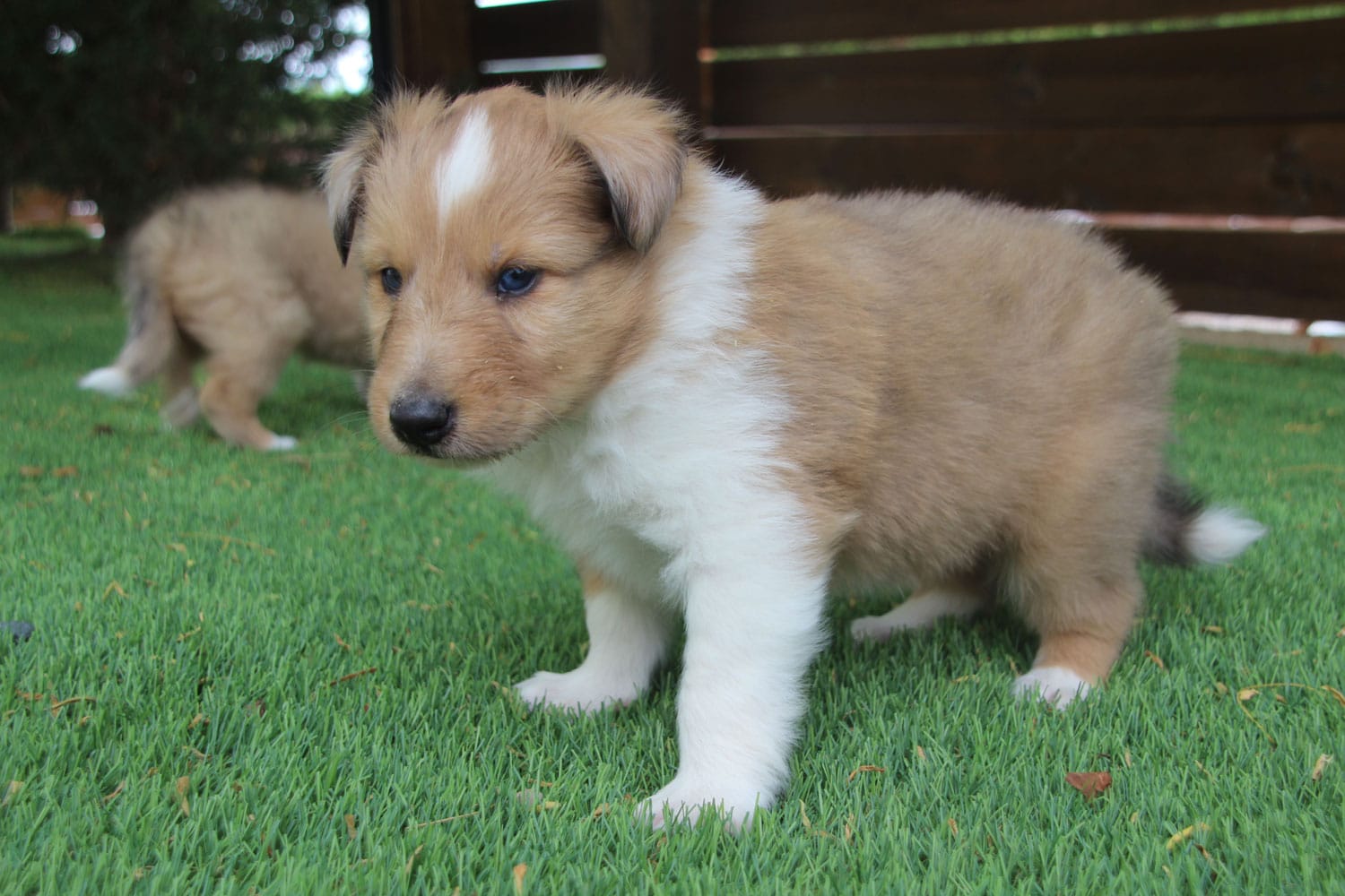 Que Inteligente Es El Rough Collie