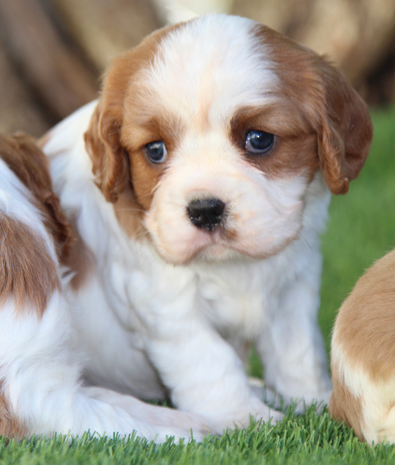 Comprar CAVALIER KING CHARLES SPANIEL Cachorros | Casachata