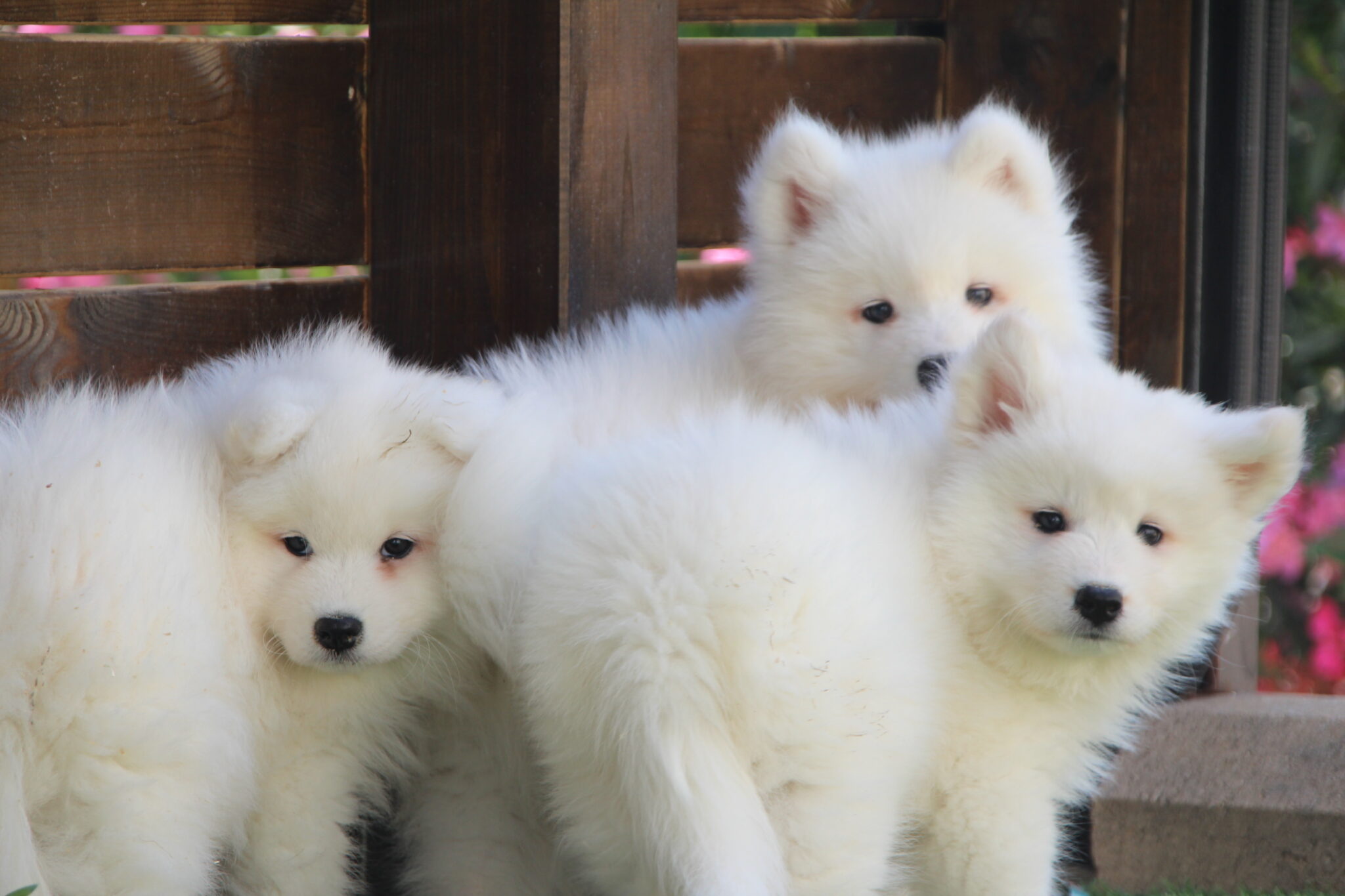 Samoyedo: Historia, carácter, temperamento y más | Casachata