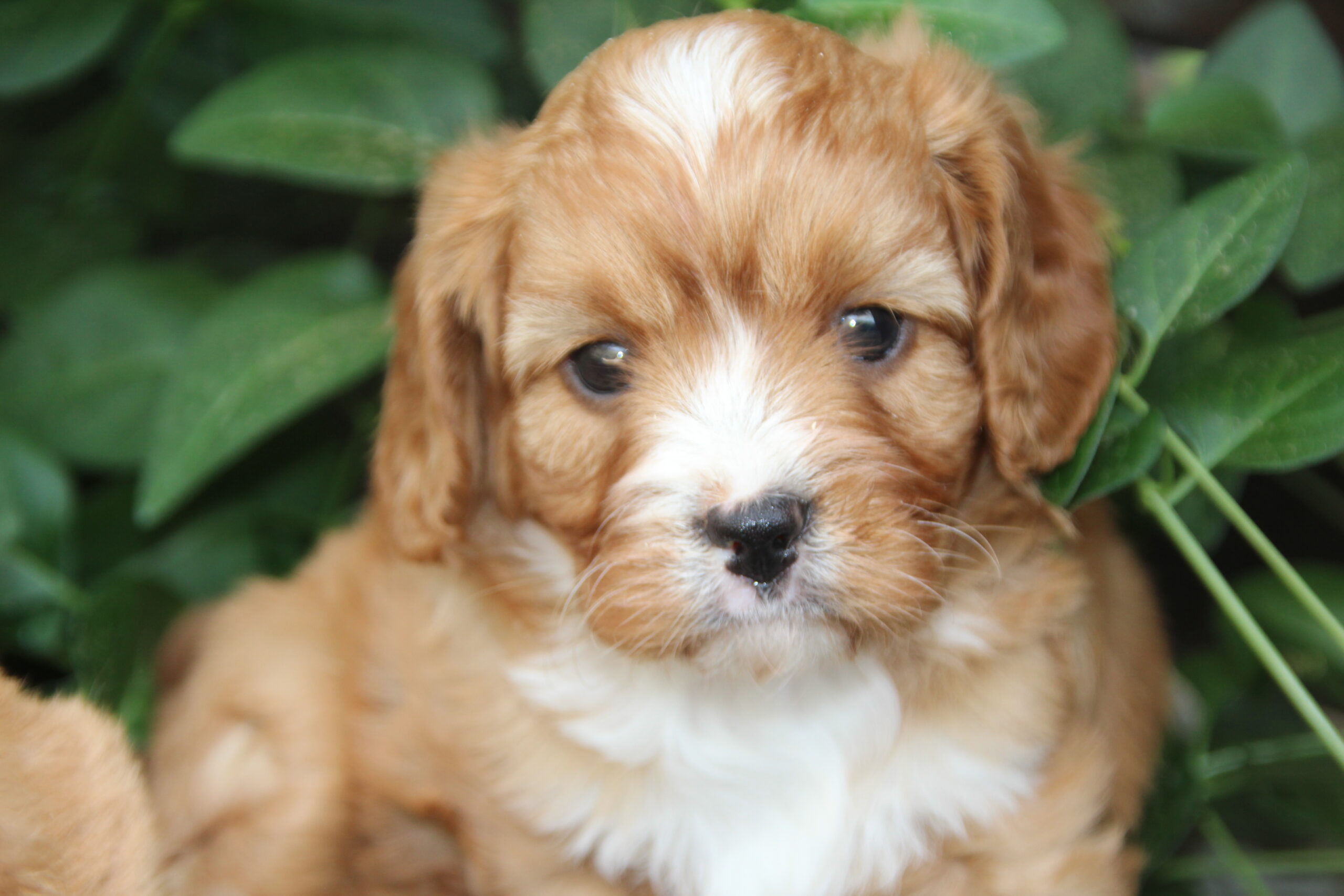 Son Mejores Los Perros Mestizos Que Los De Pura Raza